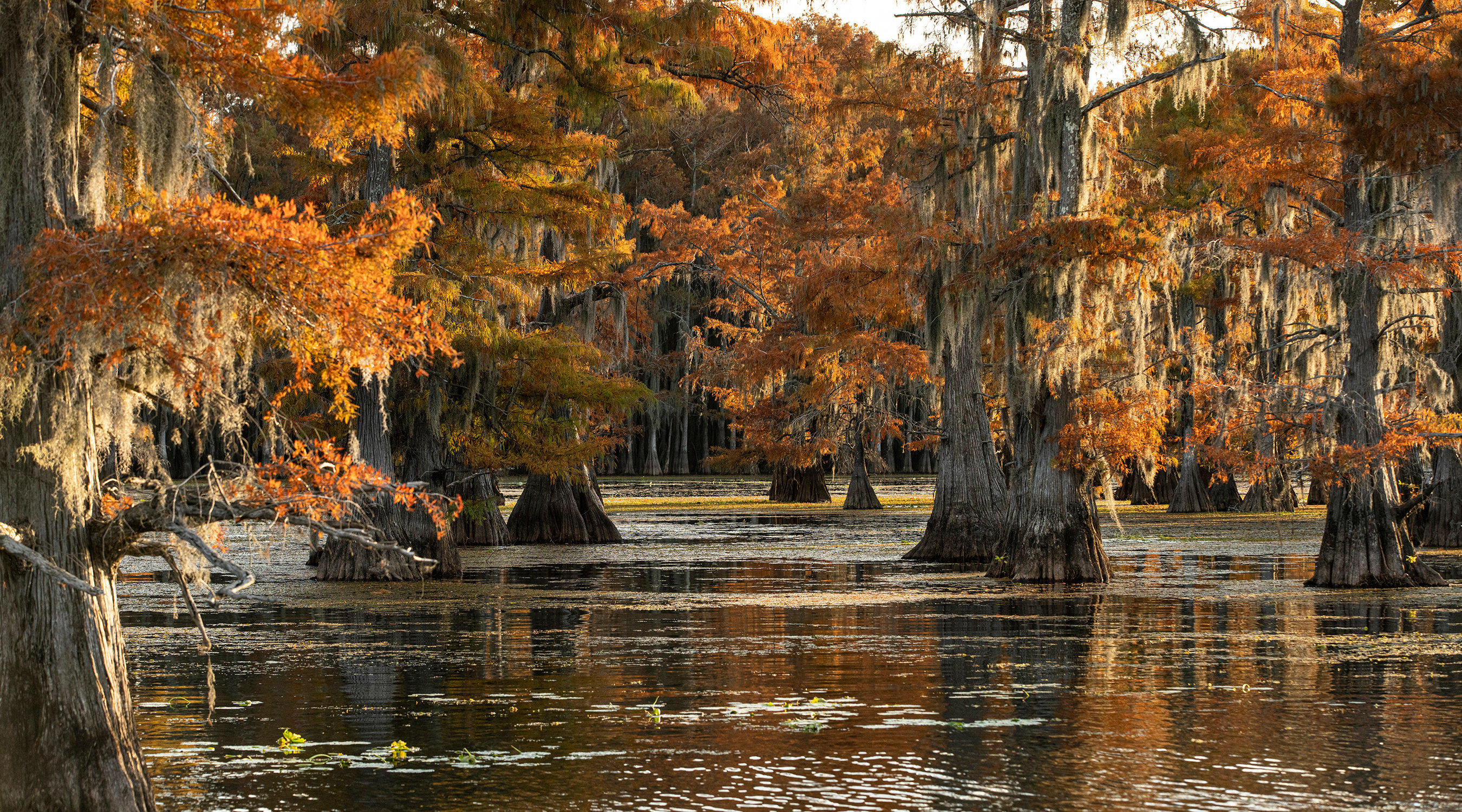Caddo Lake, TX Fall - Nature Exposed Tours
