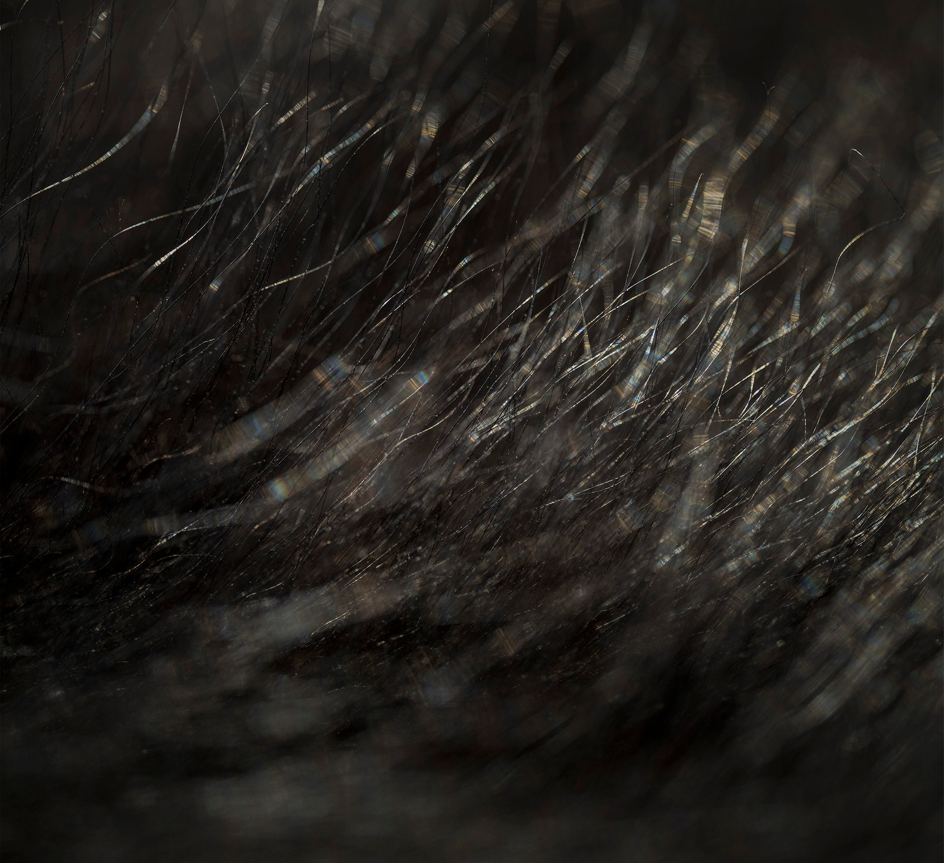 Dealing with pet hair