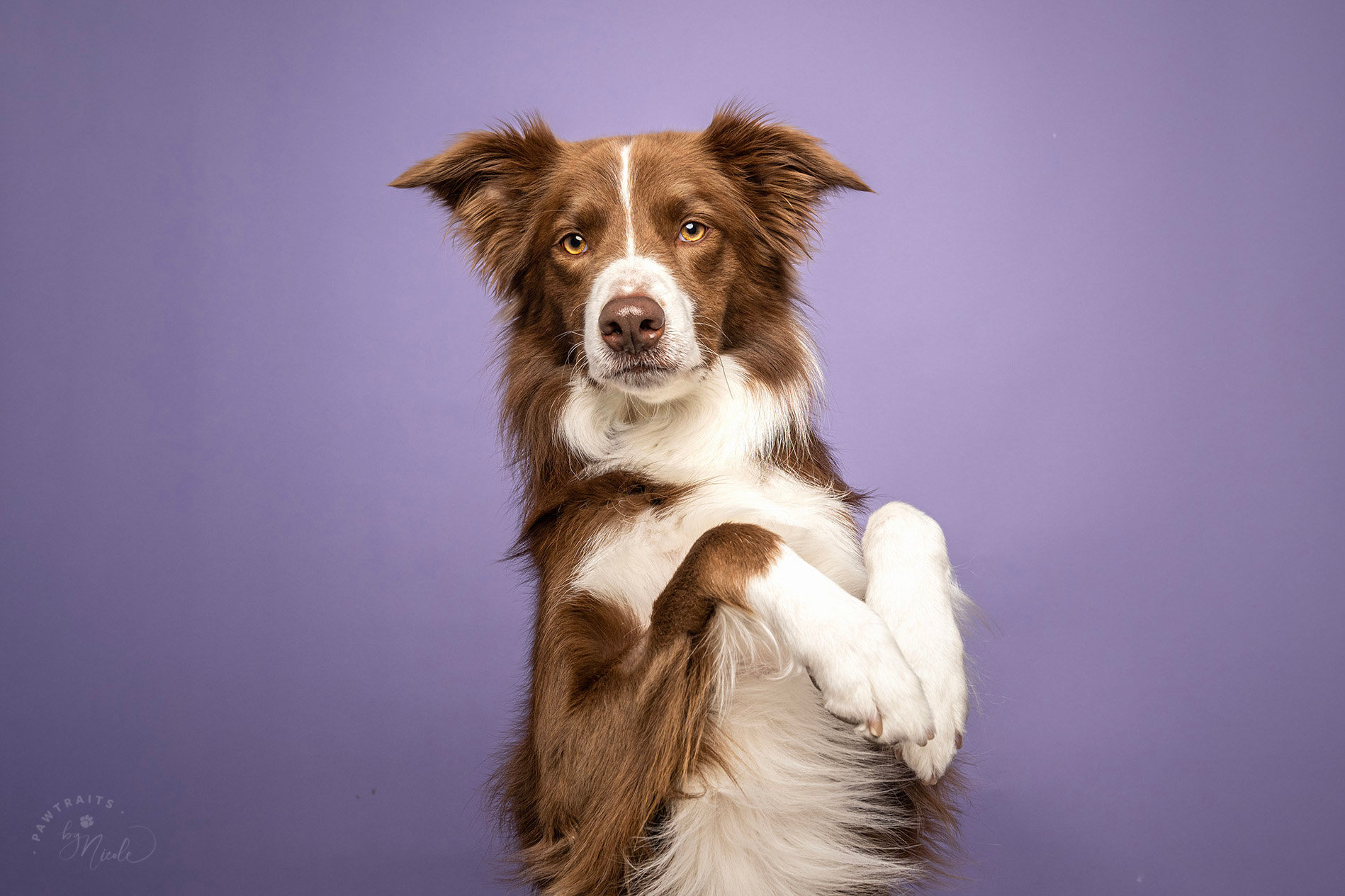 Connecting With Your Dog Through Photography-Friendly Tricks