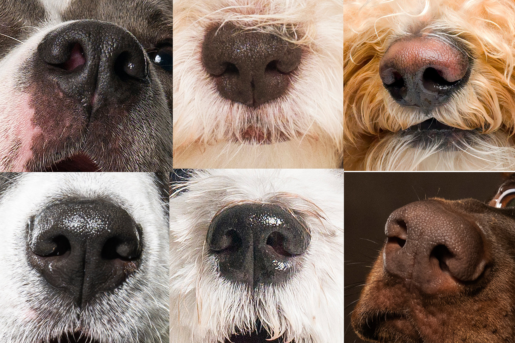 Are Dog Noses Really Unique? | The PAWtographers - Florida’s Premier ...