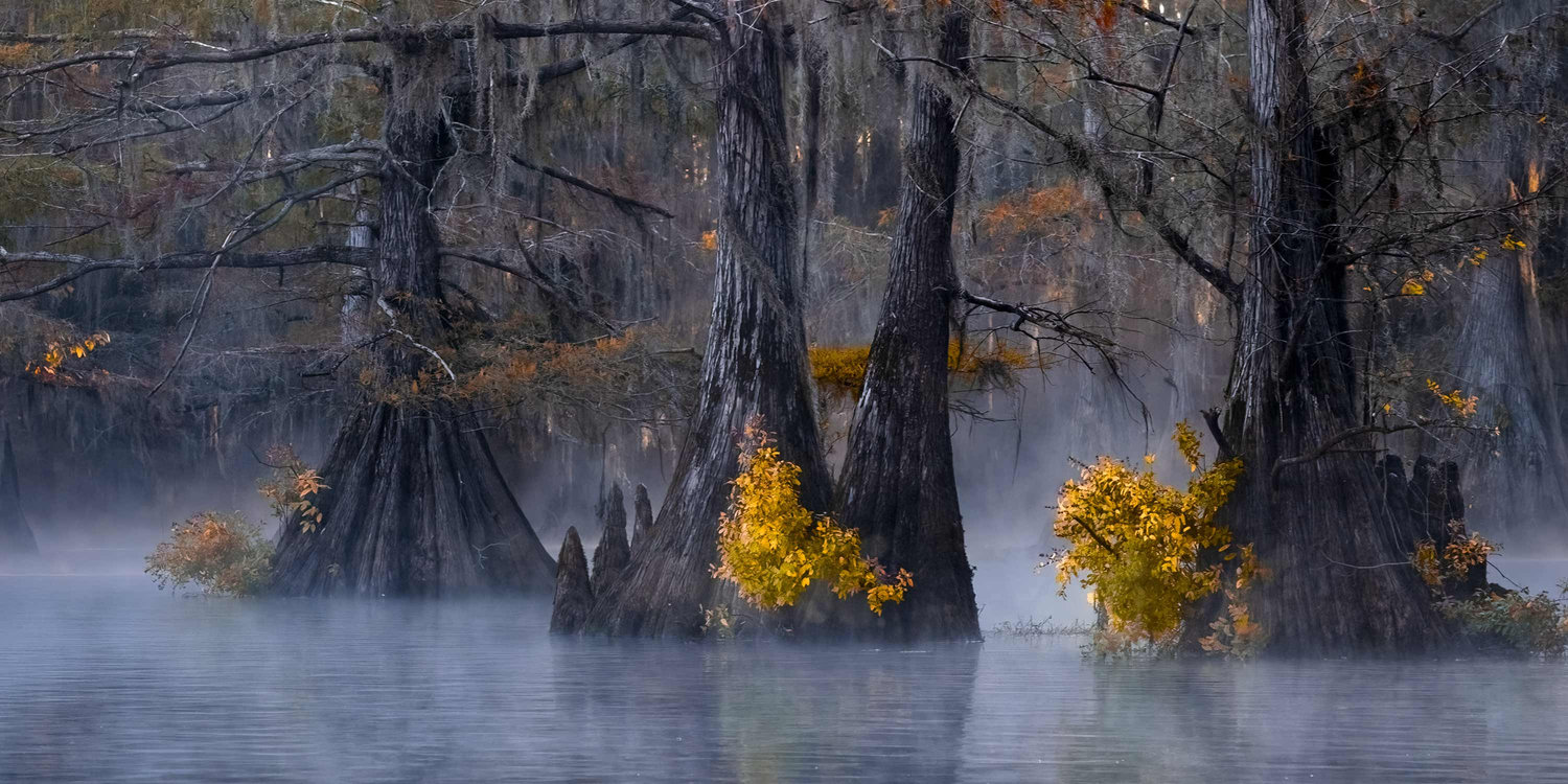 MOOD OF THE SWAMP PHOTO WORKSHOP - Rob Strain Fine Art Photography ...