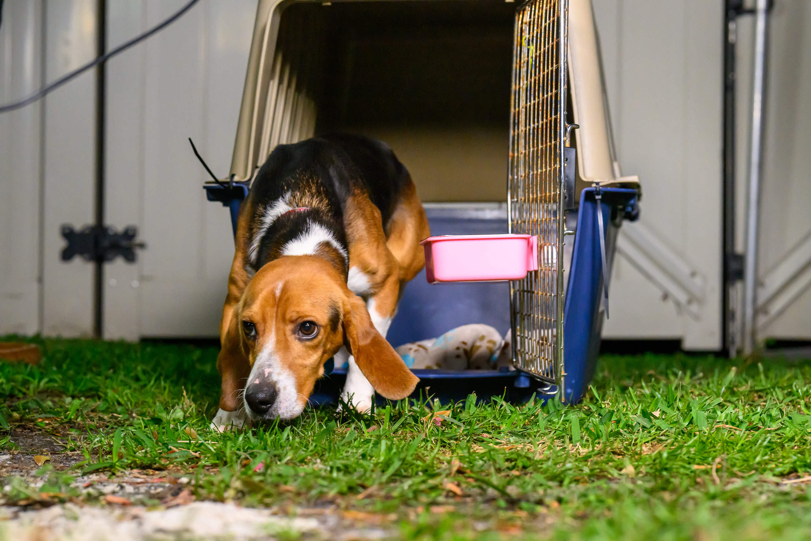 Beagle Freedom Project | Nighttime Photoshoot of Rescued Beagles' First ...