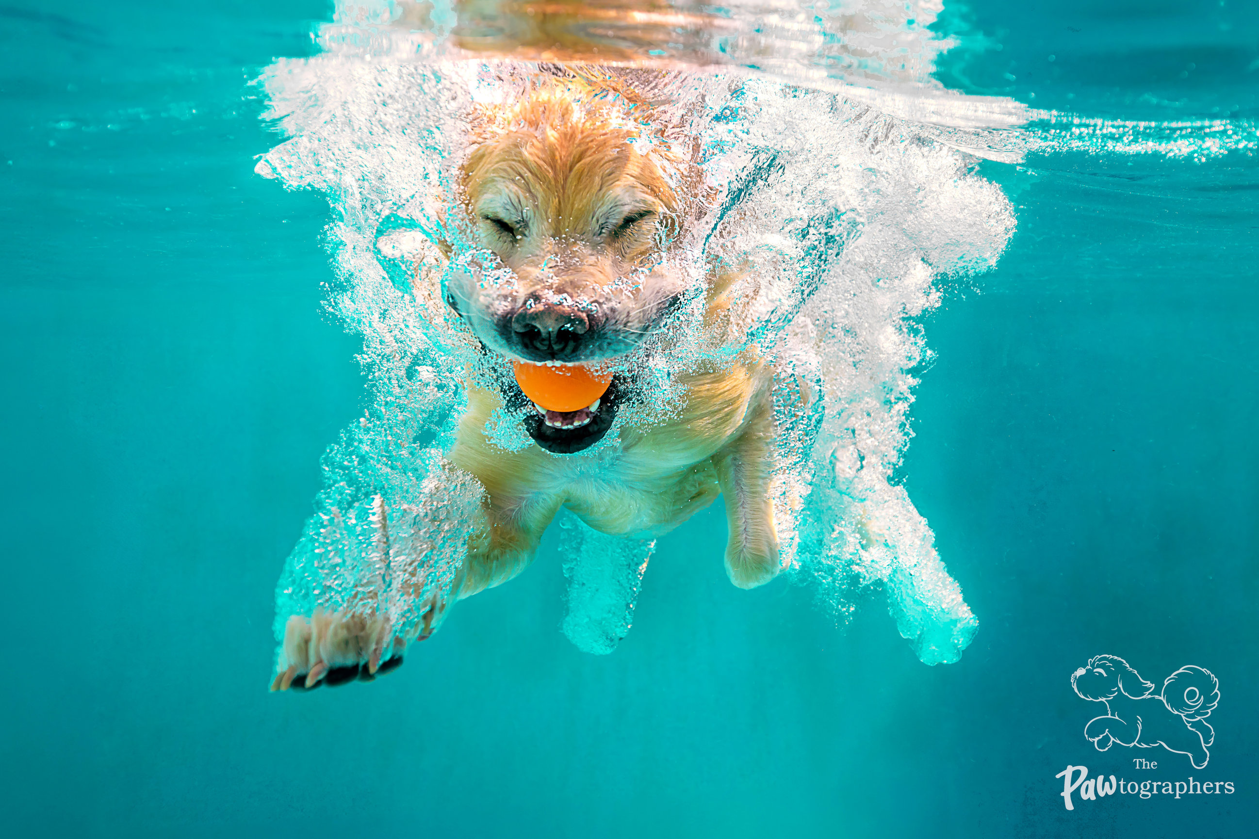 Dive into Adventure: Stunning Underwater Dog Photography