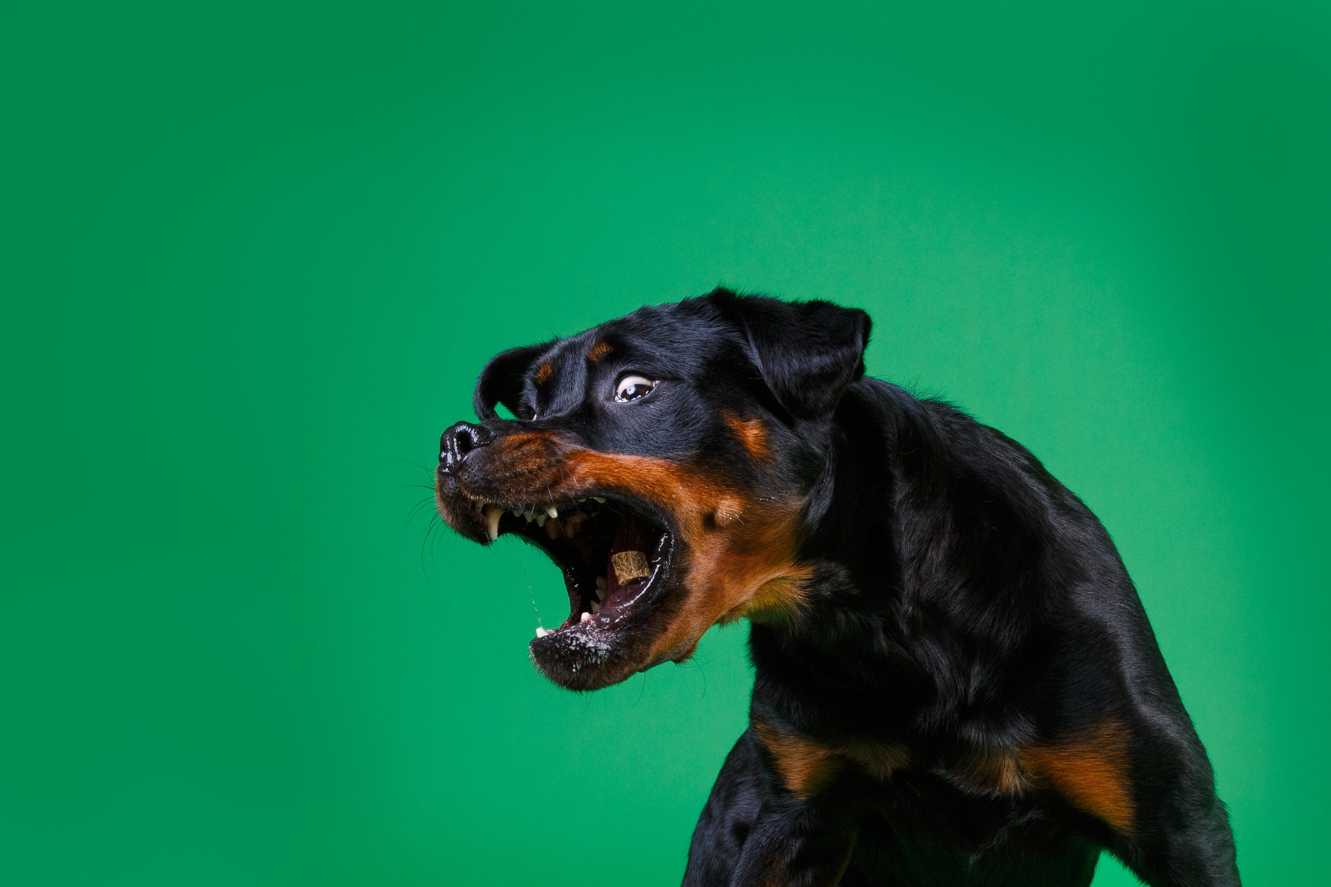 Kim Yanick Portraits