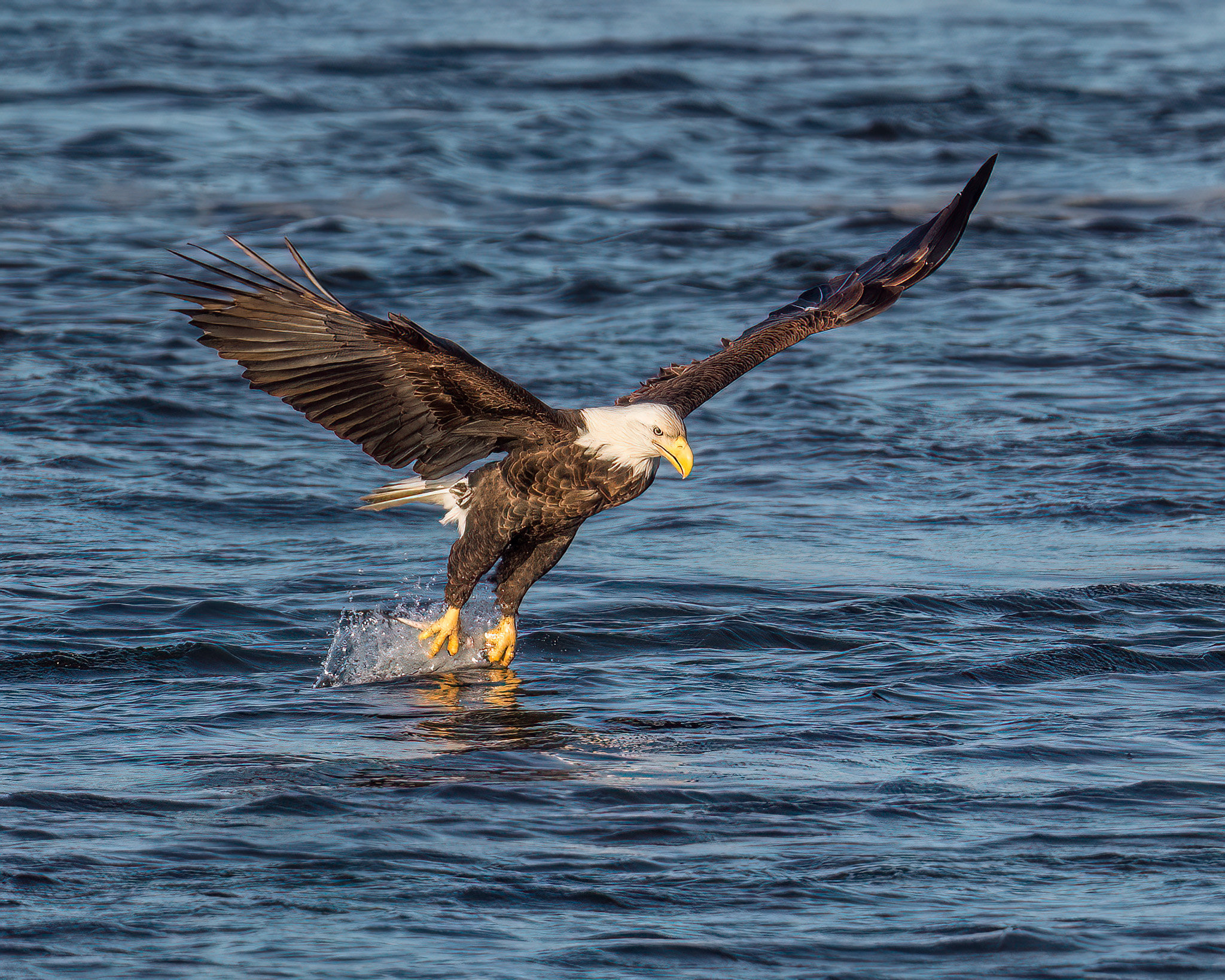 Photographing the American Bald Eagle - Alan Forshee Photography
