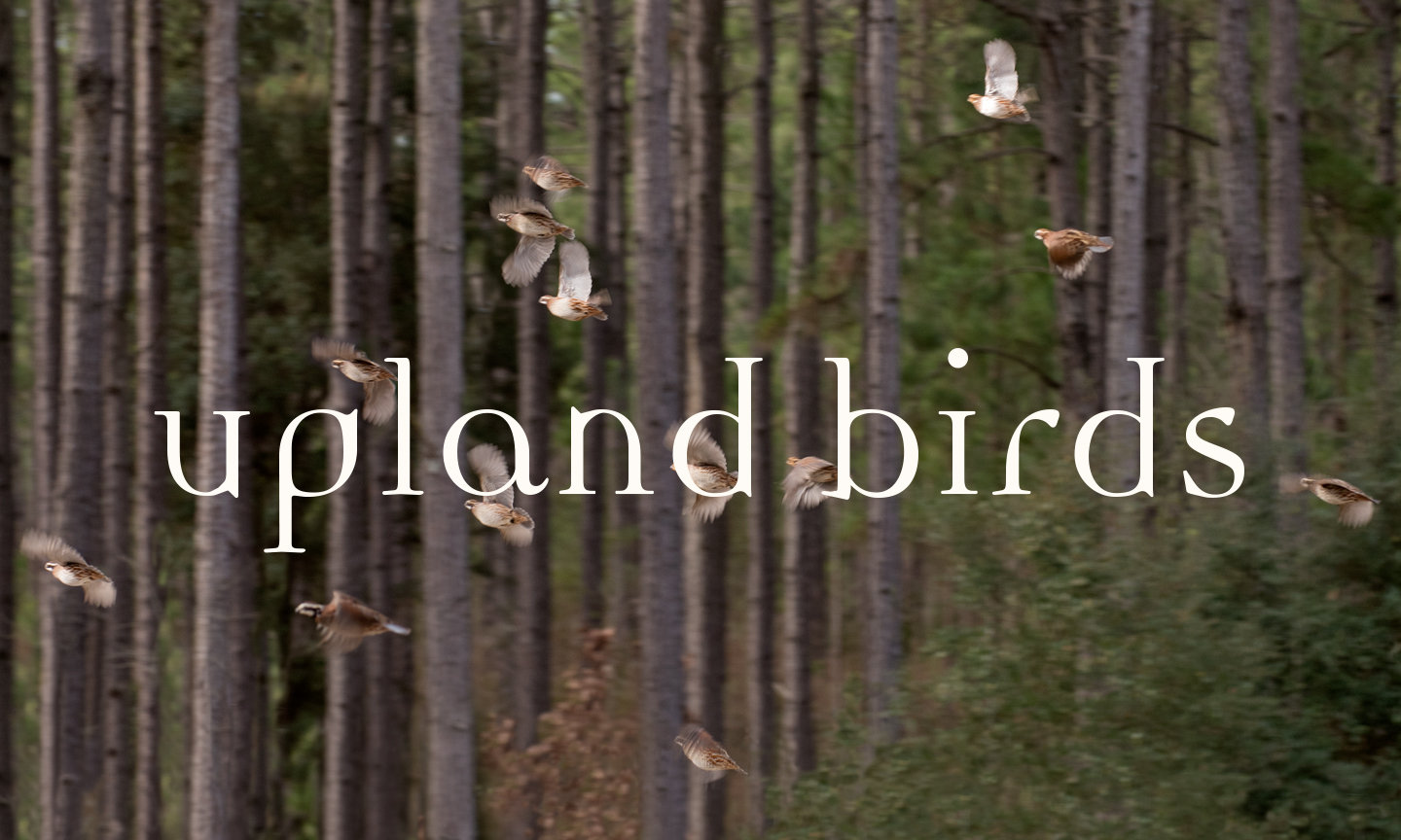 Upland Game Birds - Chris Mathan Sporting Dogs & Outdoor Images