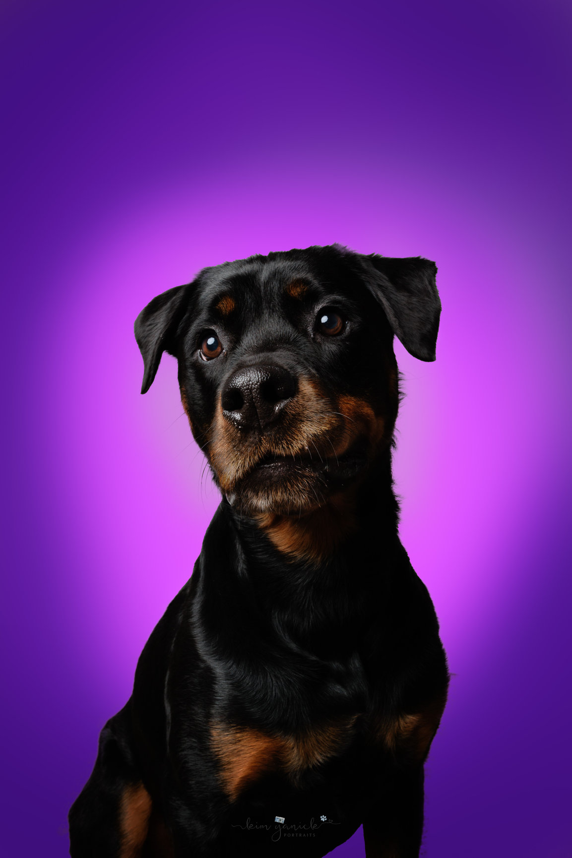 Rosie the Rottweiler - Kim Yanick Portraits