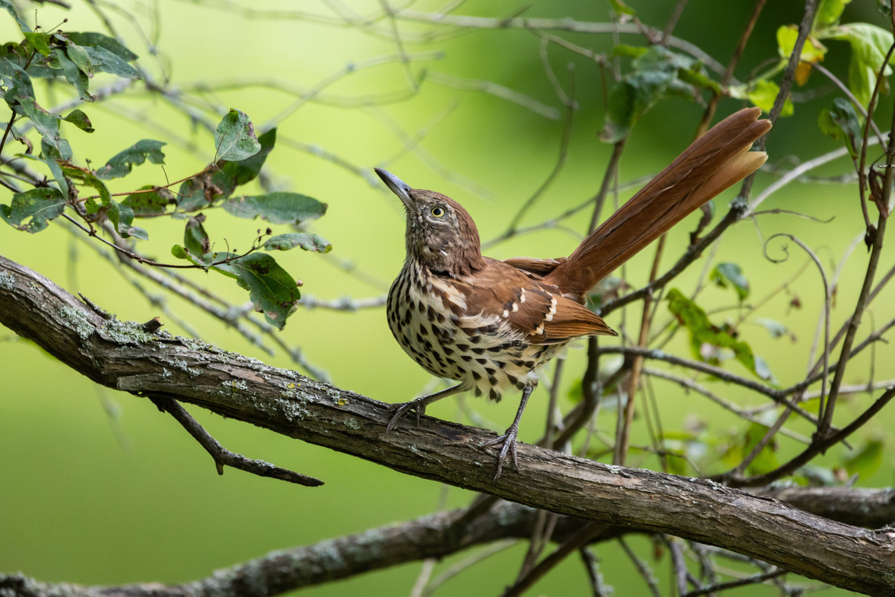 HOME - Andreane Fraser Nature Photographer