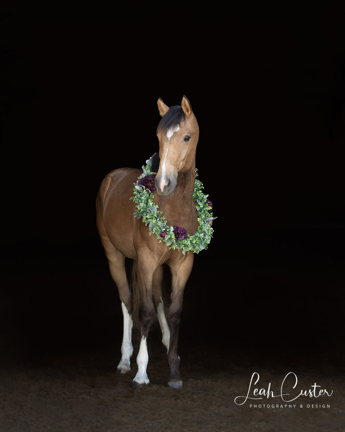 Pets - Leah Custer Photography and Design LLC