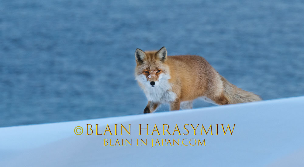 Hokkaido Red Fox (Vulpes vulpes schrencki) - Japan Photo Tour - Blain ...