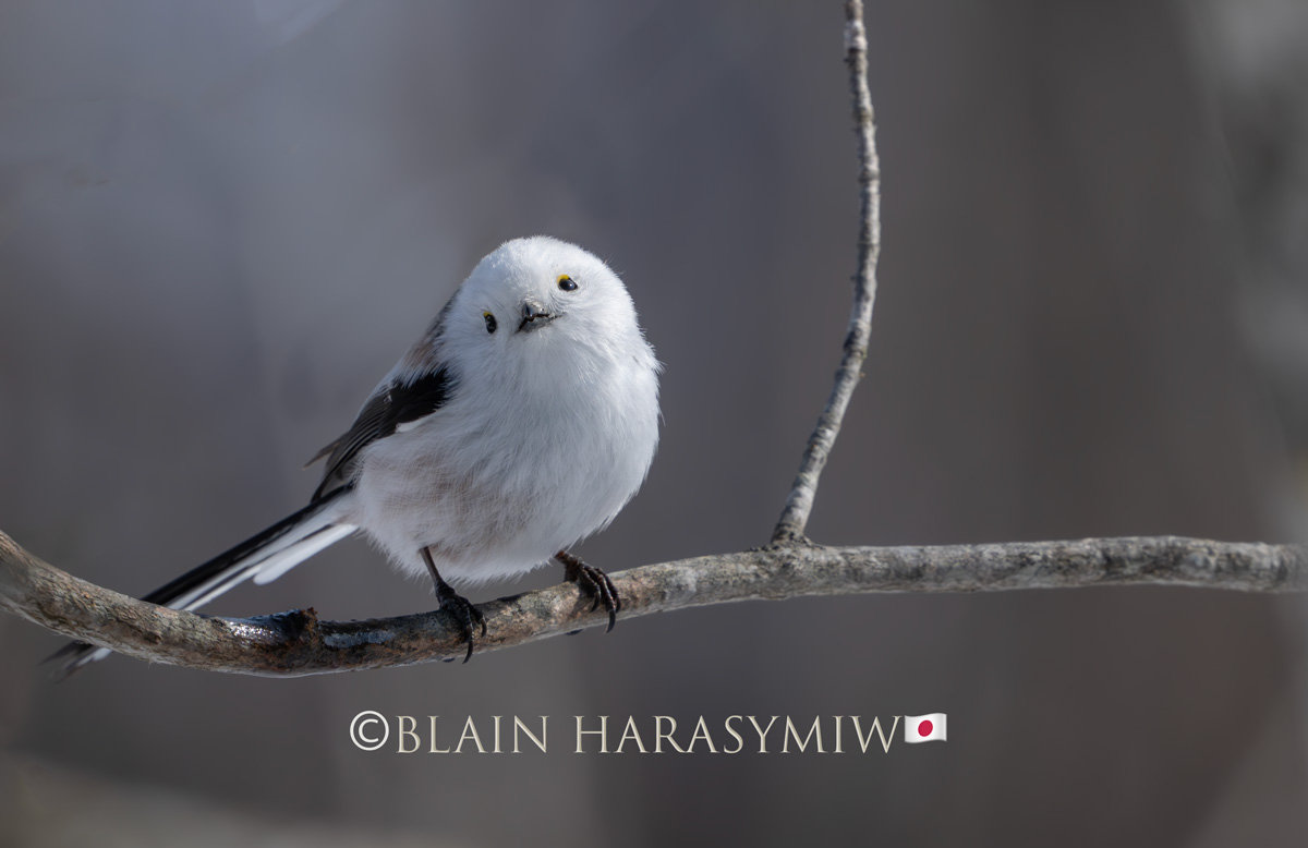 Hokkaido Japan Bird Spotting - Blain Harasymiw Photography