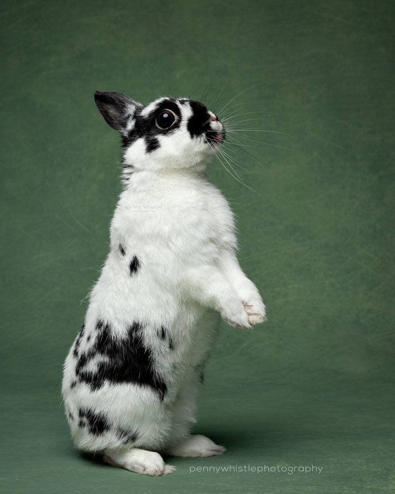 Waffles the Rabbit Gets Professional Portraits