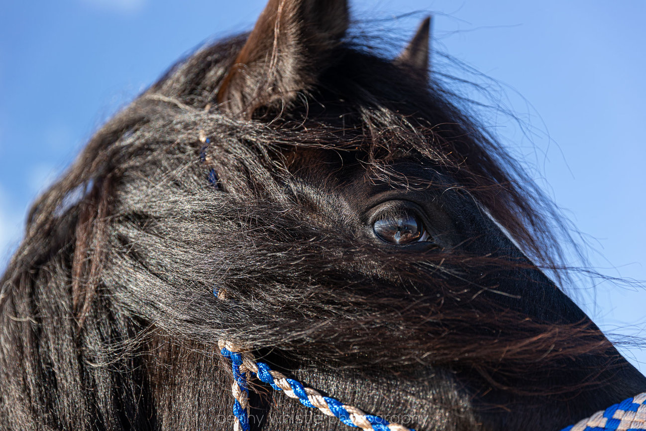 Dallas TX Equine & Equestrian Gallery | Penny Whistle Photography