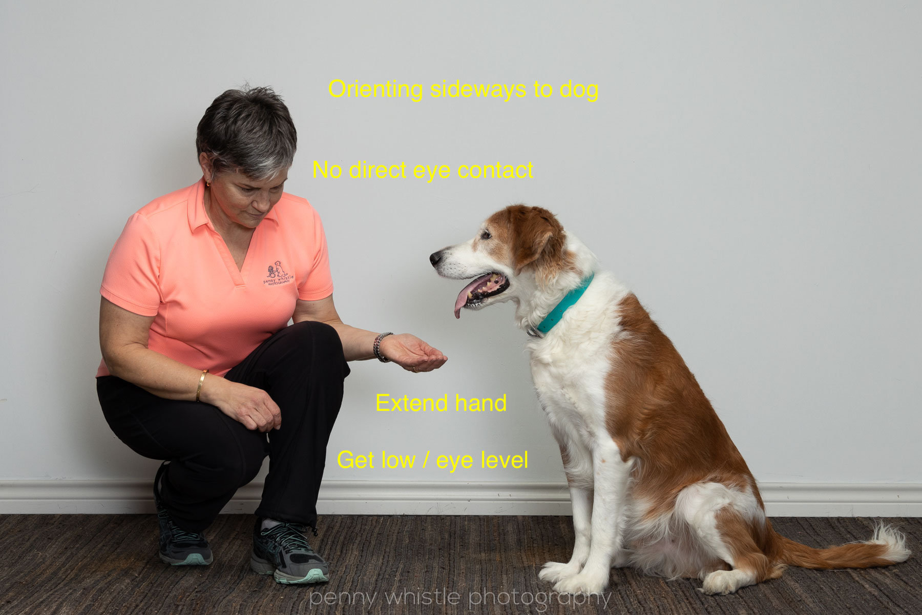 How To Greet A Dog The Right Way