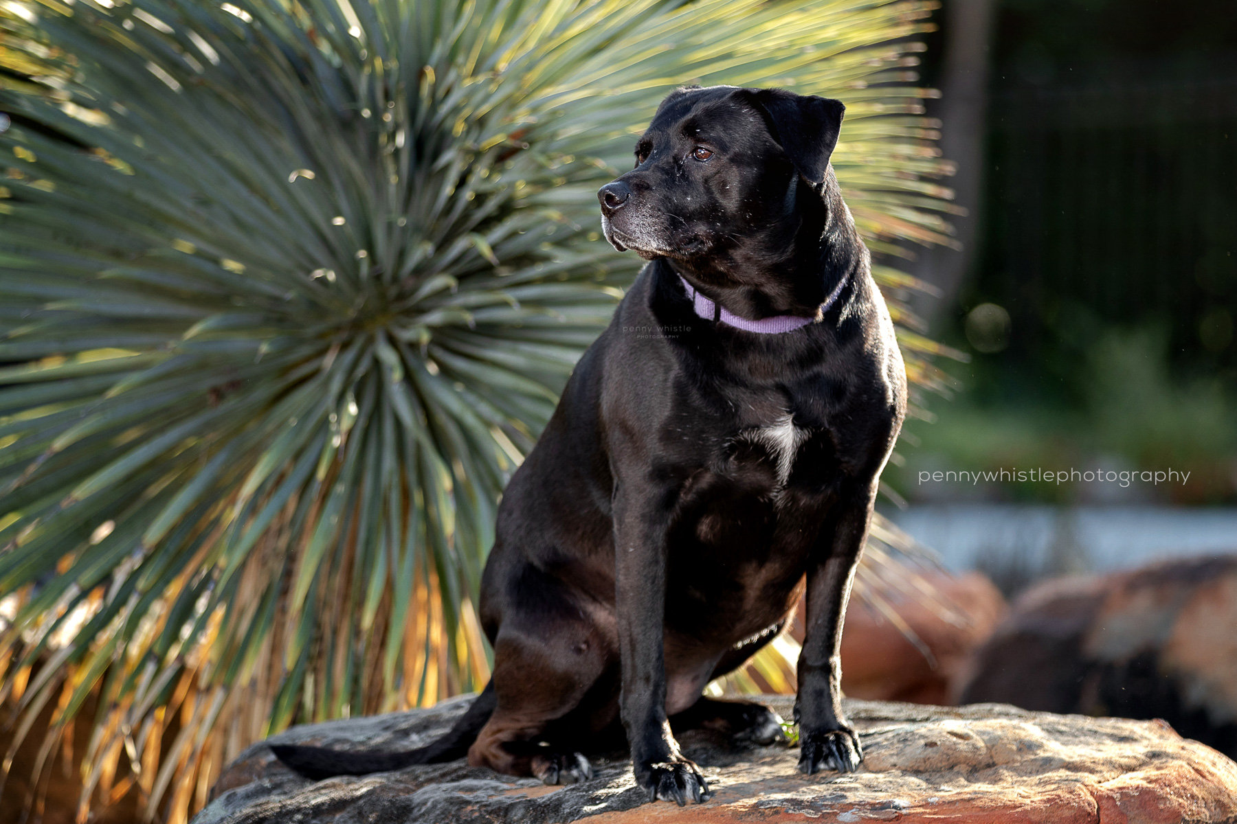 3 Reasons Why You Want a Professional to Photograph Your Black Dog