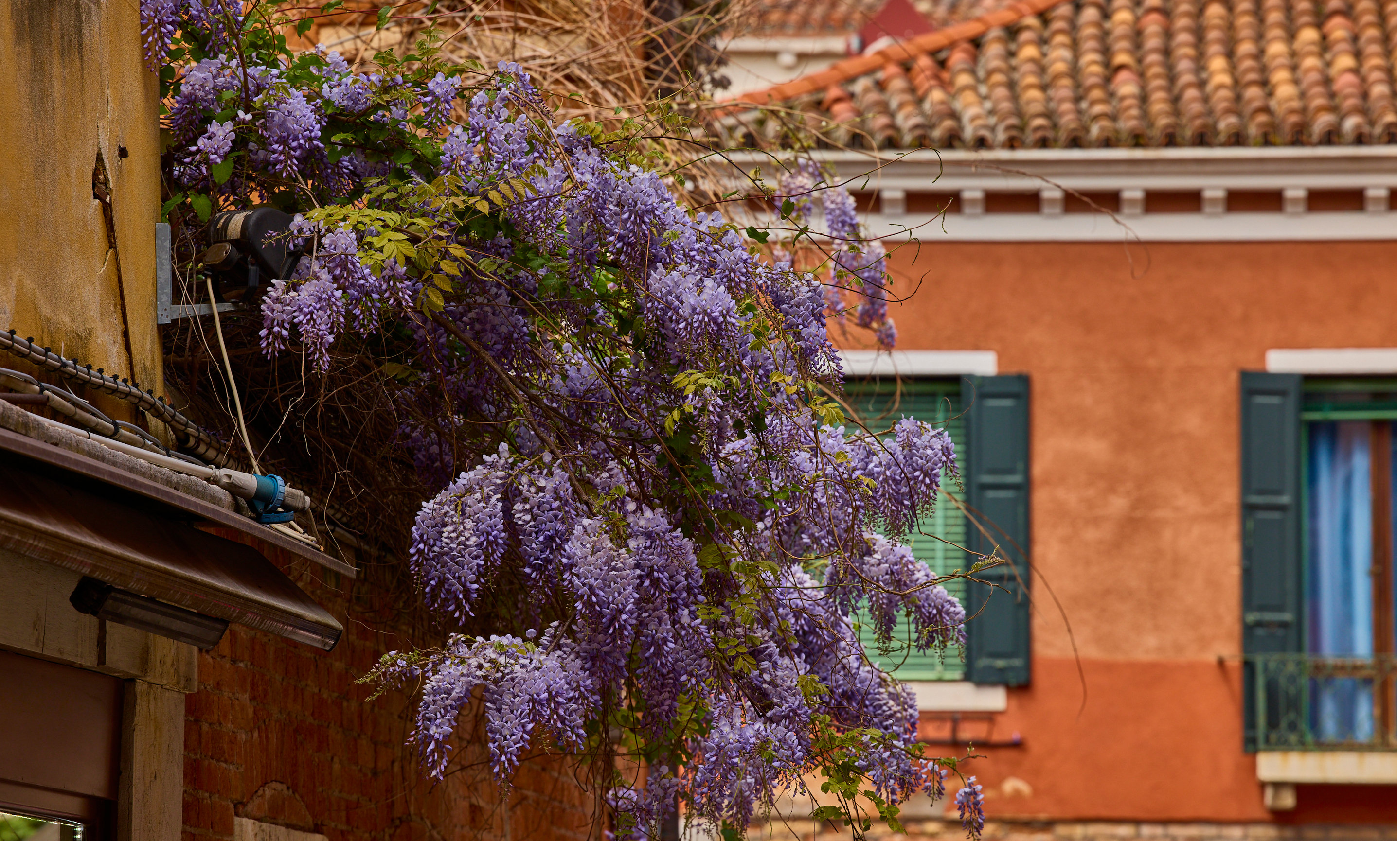An Extraordinary Flower - Ted York Photography