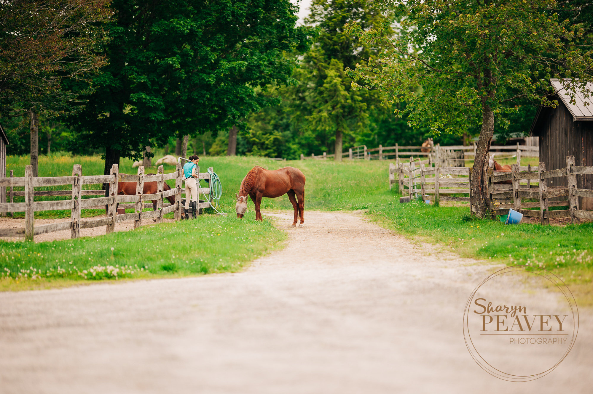 Lucia at Dog Day Farm Pownal