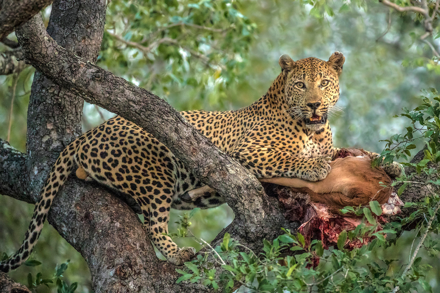 Leopard with a kill - Jim Zuckerman photography & photo tours