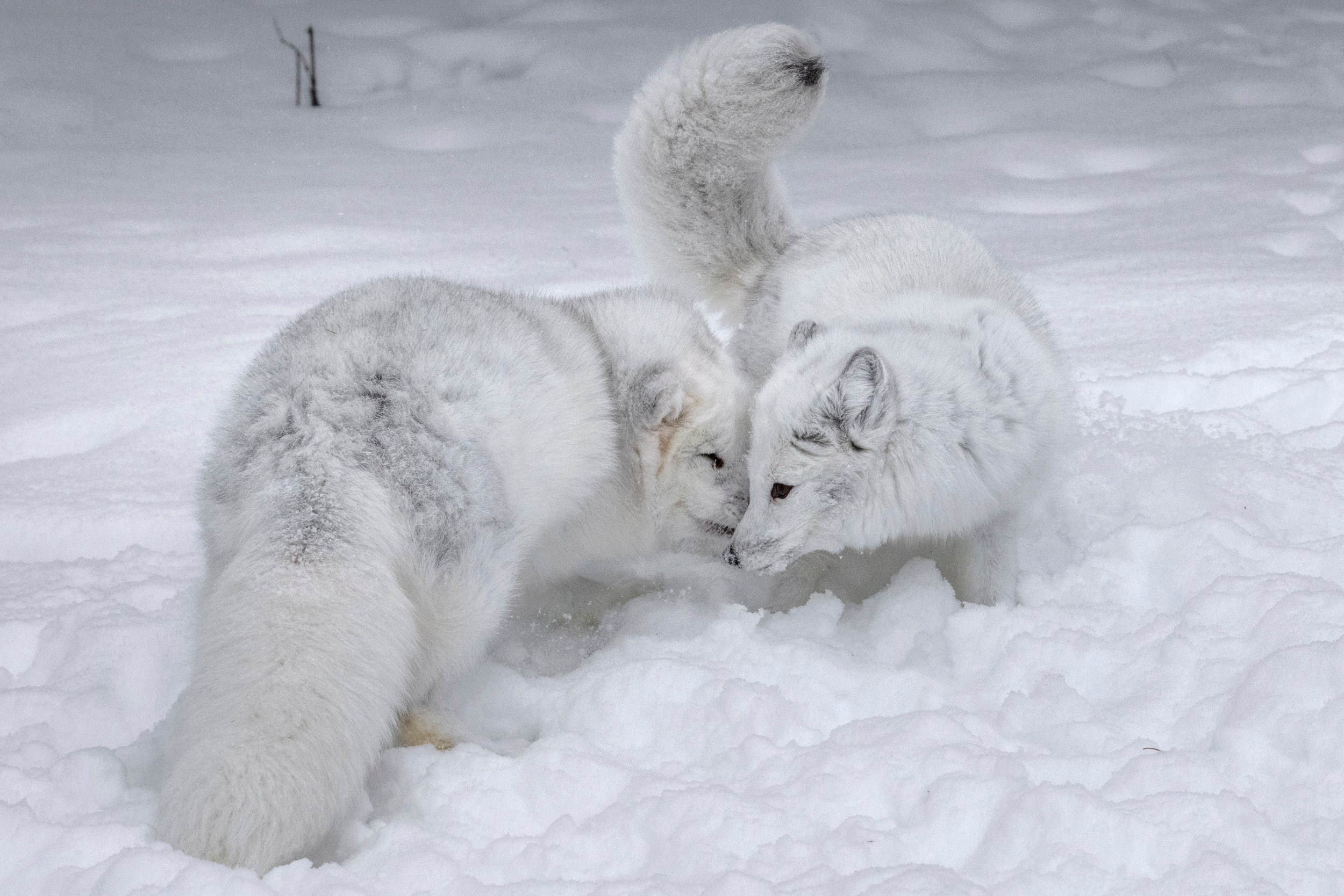 Arctic foxes - Jim Zuckerman photography & photo tours