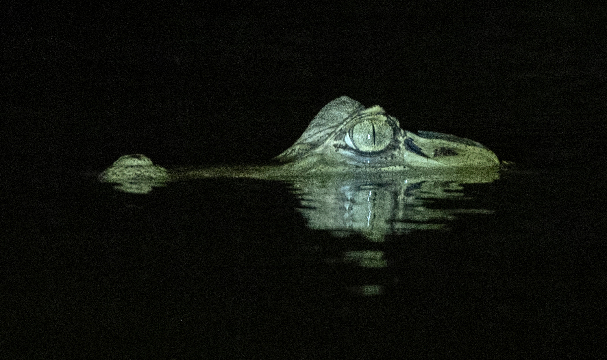 Caiman at night - Jim Zuckerman photography & photo tours