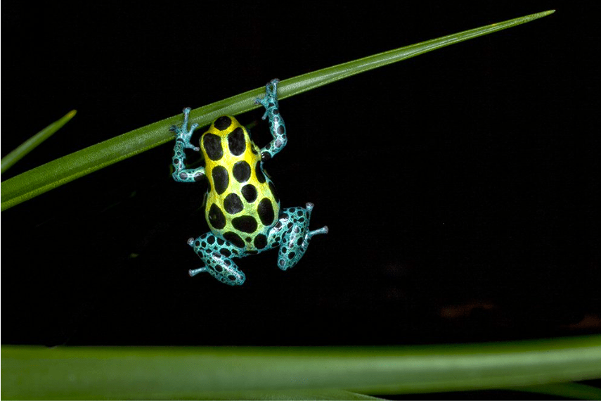 Poison dart frog - Jim Zuckerman photography & photo tours