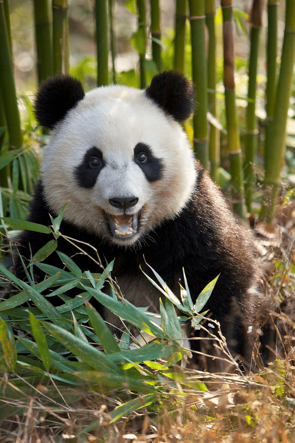 A happy panda - Jim Zuckerman photography & photo tours