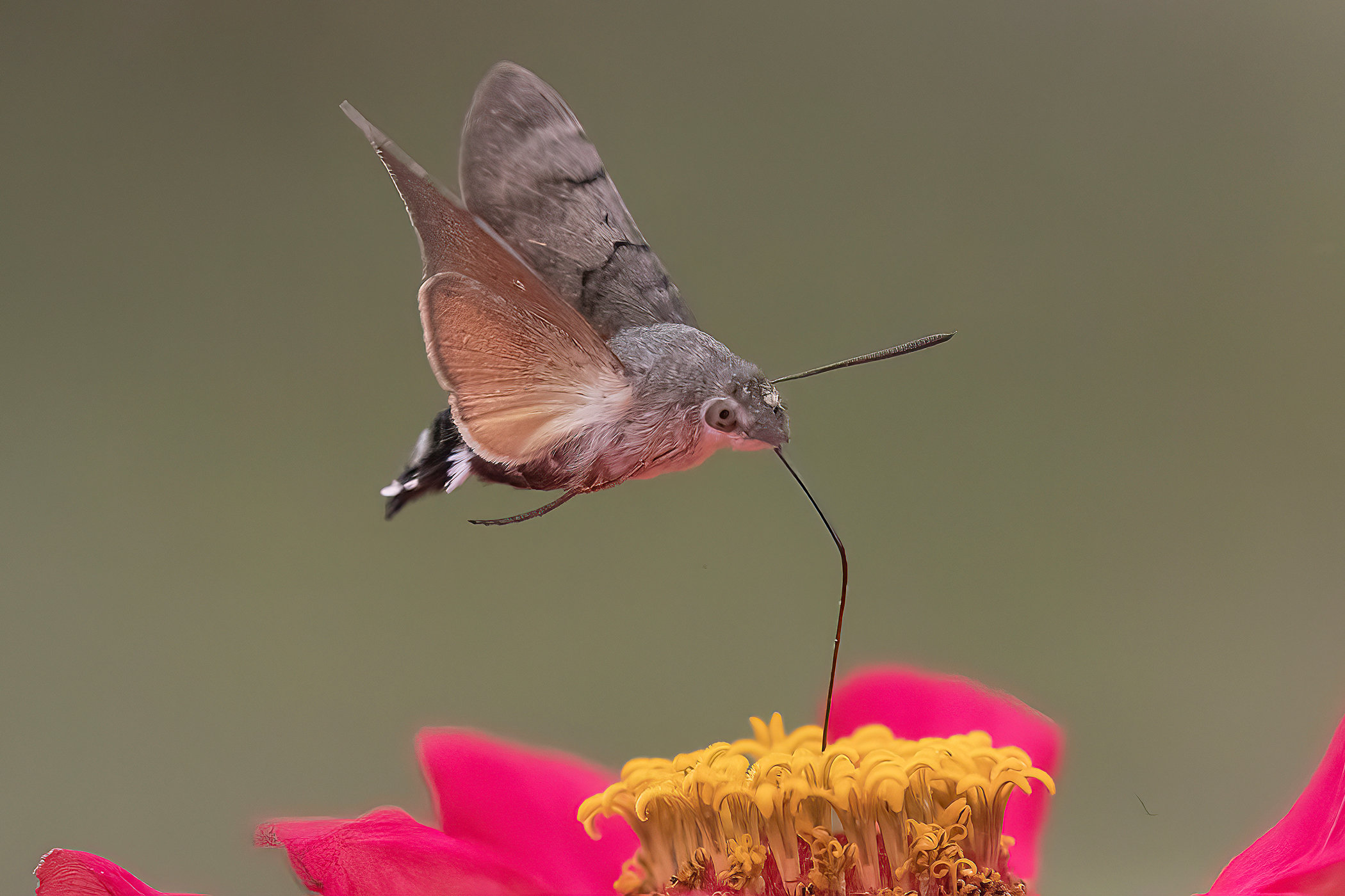 Freezing an insect in flight - Jim Zuckerman photography & photo tours