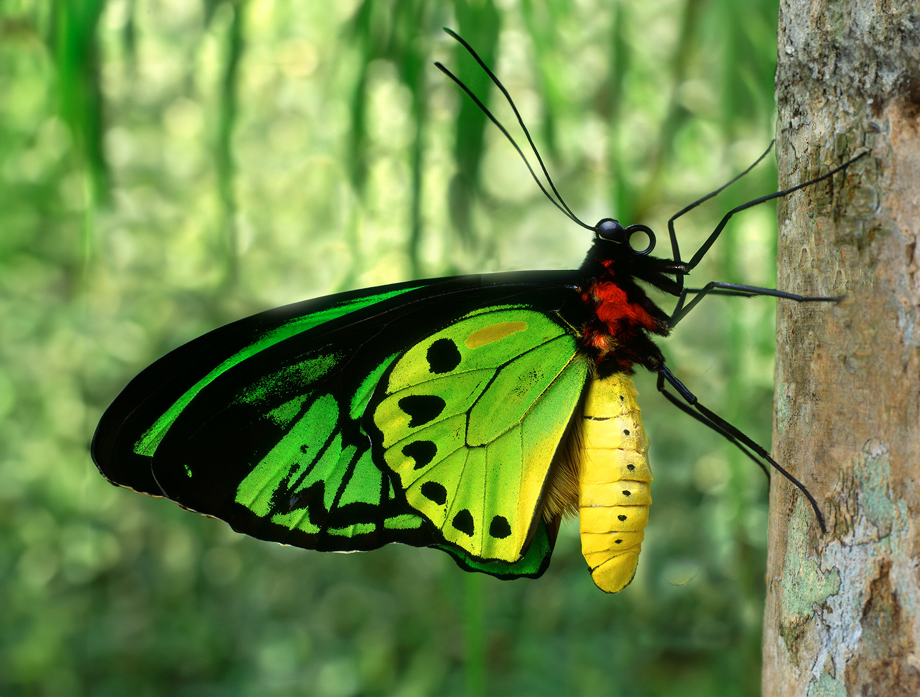 Birdwing butterfly - Jim Zuckerman photography & photo tours