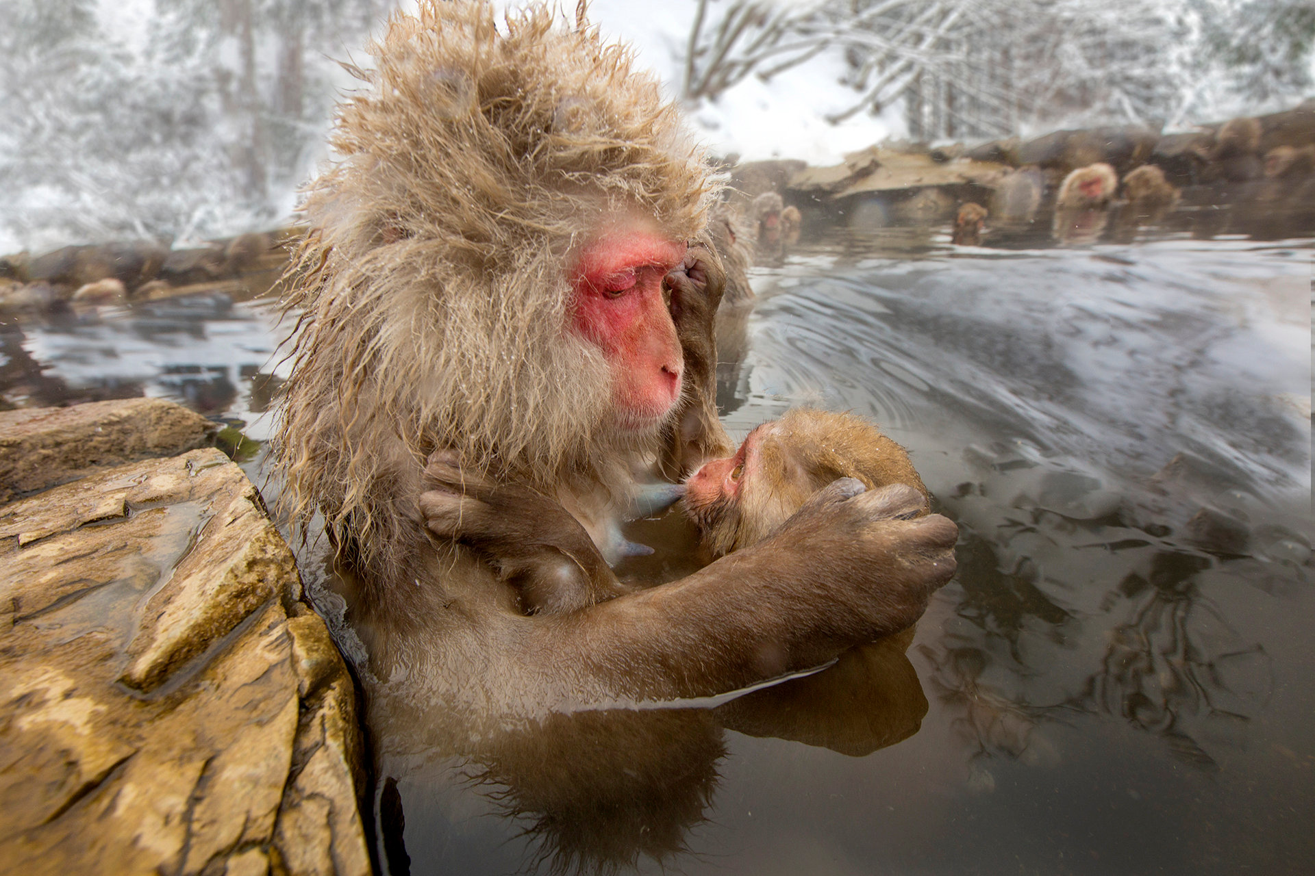 Snow monkeys in Japan - Jim Zuckerman photography & photo tours