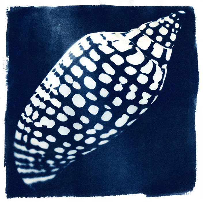 Cyanotype Shells - Longstreet Collection