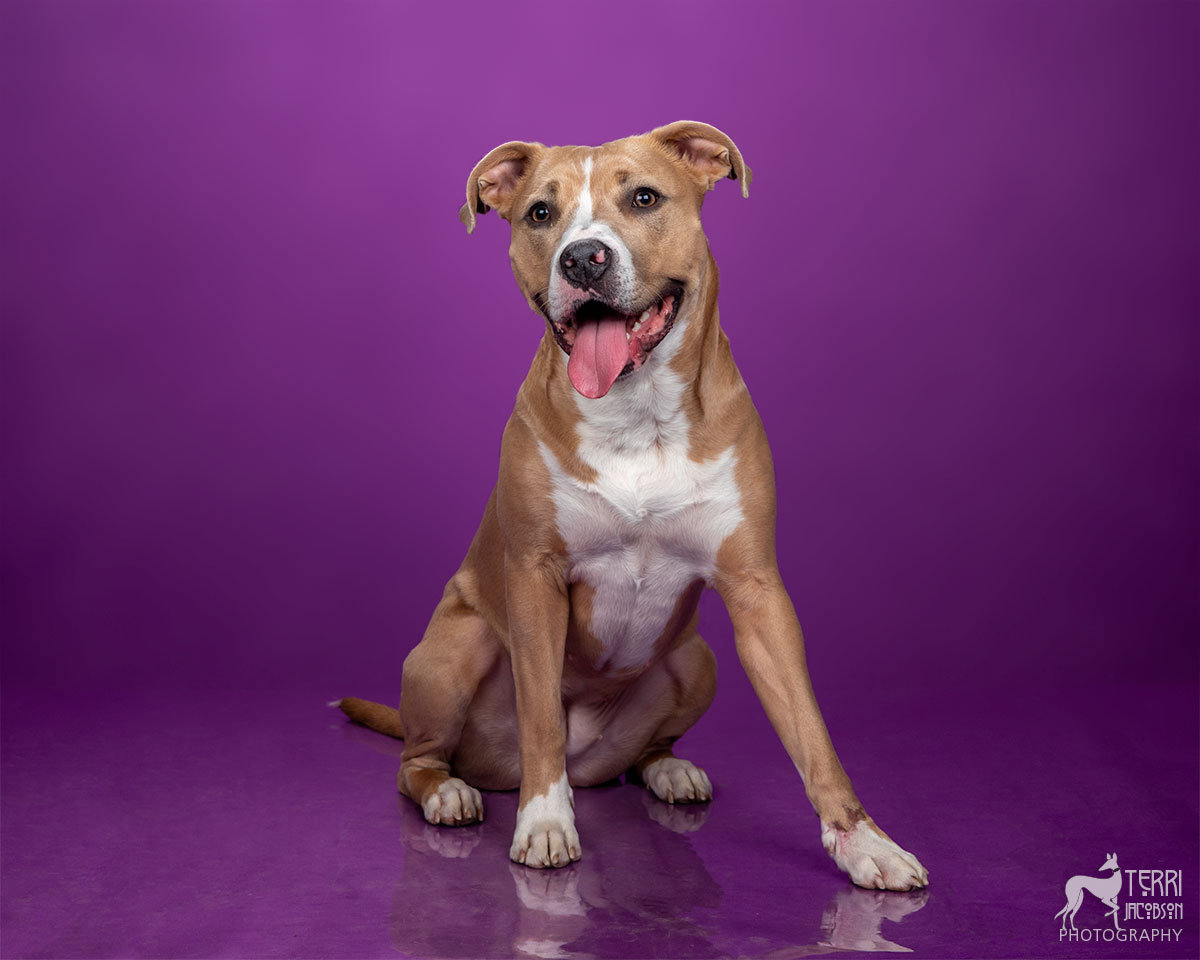 Did you know? The MexiMutt Project - Terri Jacobson Photography