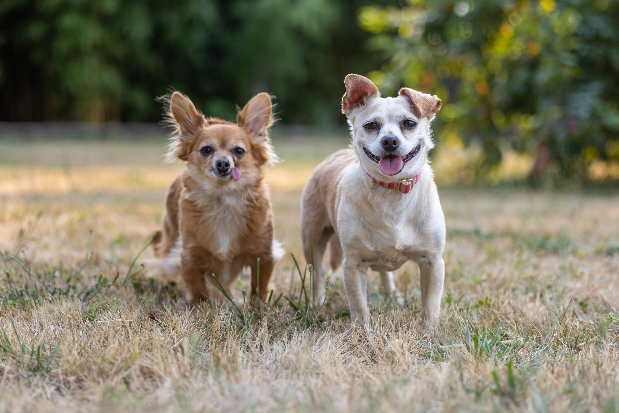 Pickles and Polly - Terri Jacobson Photography