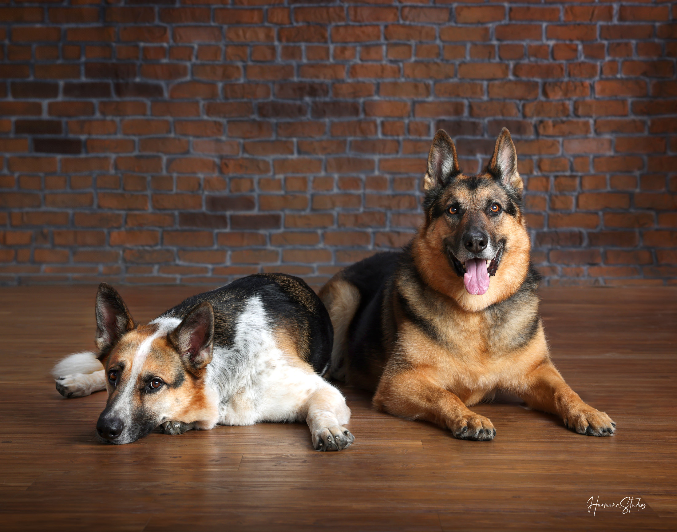 CELEBRATING RUBY - Harmann Studios