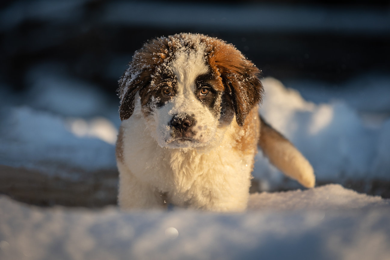 Juno - Paw Prints Pet Photography