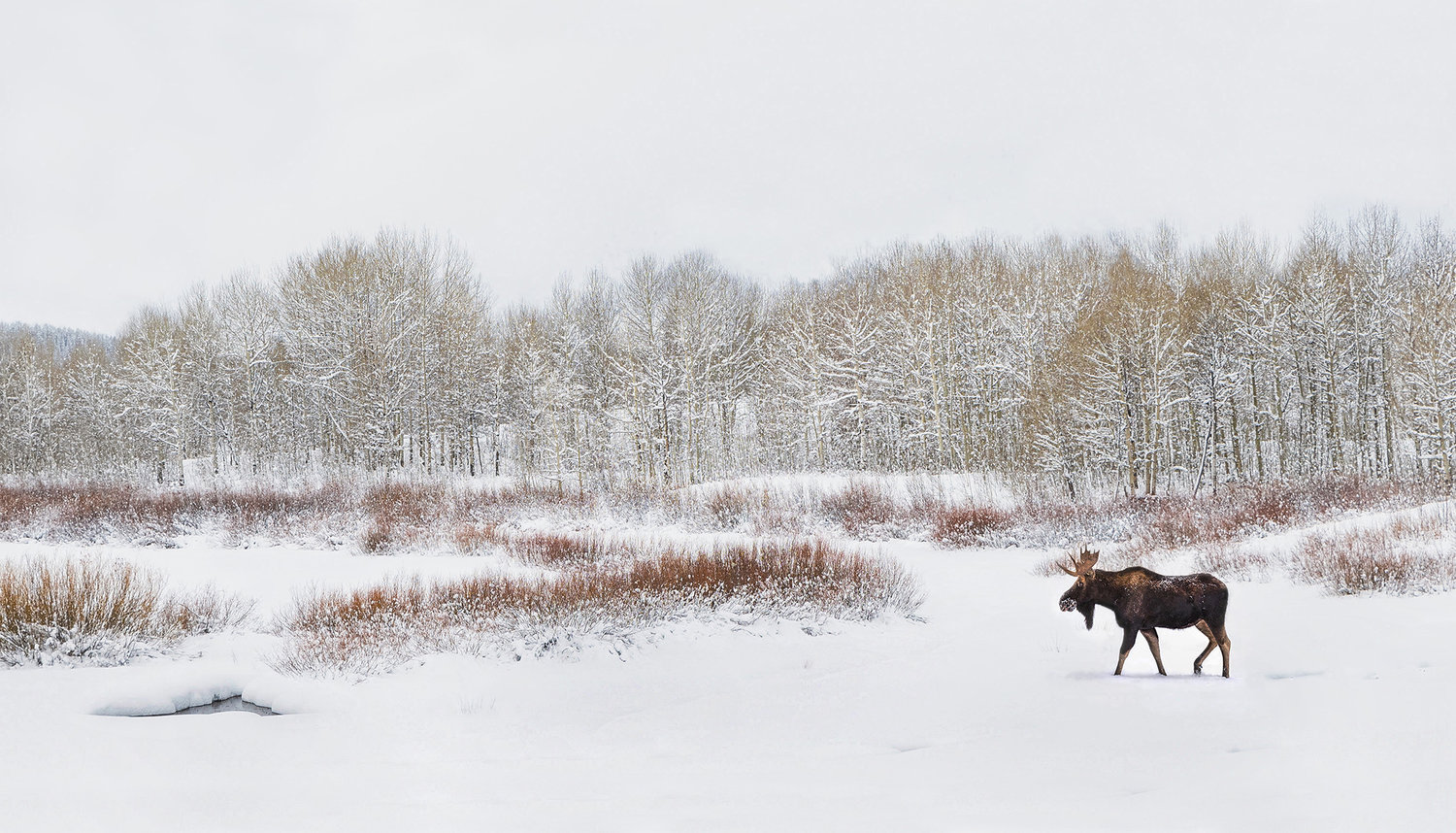 North Carolina wildlife & nature photography | The Wild Doody