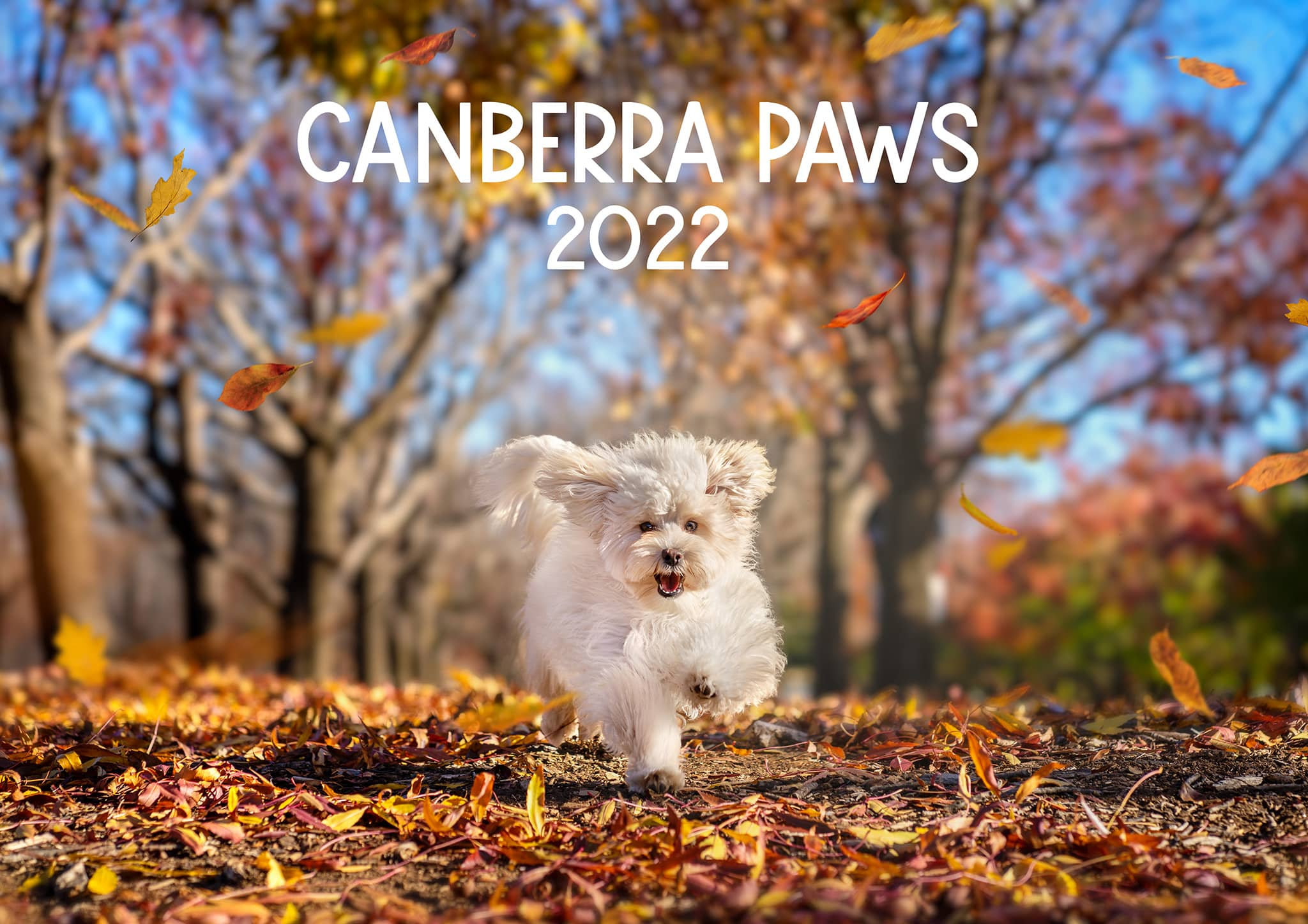 Photographing dogs and supporting local pet charities - Canberra Award ...