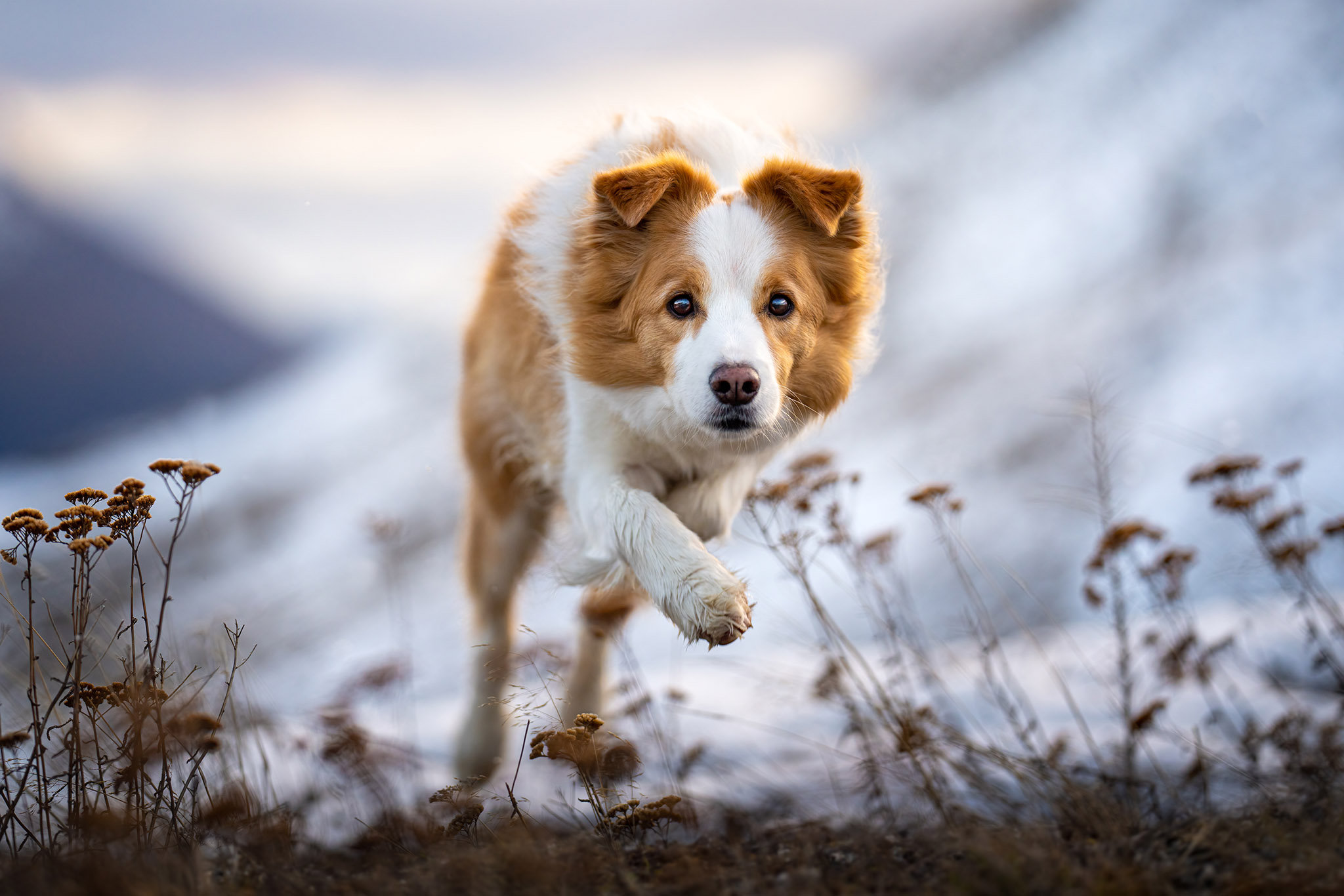 Capturing dogs in action