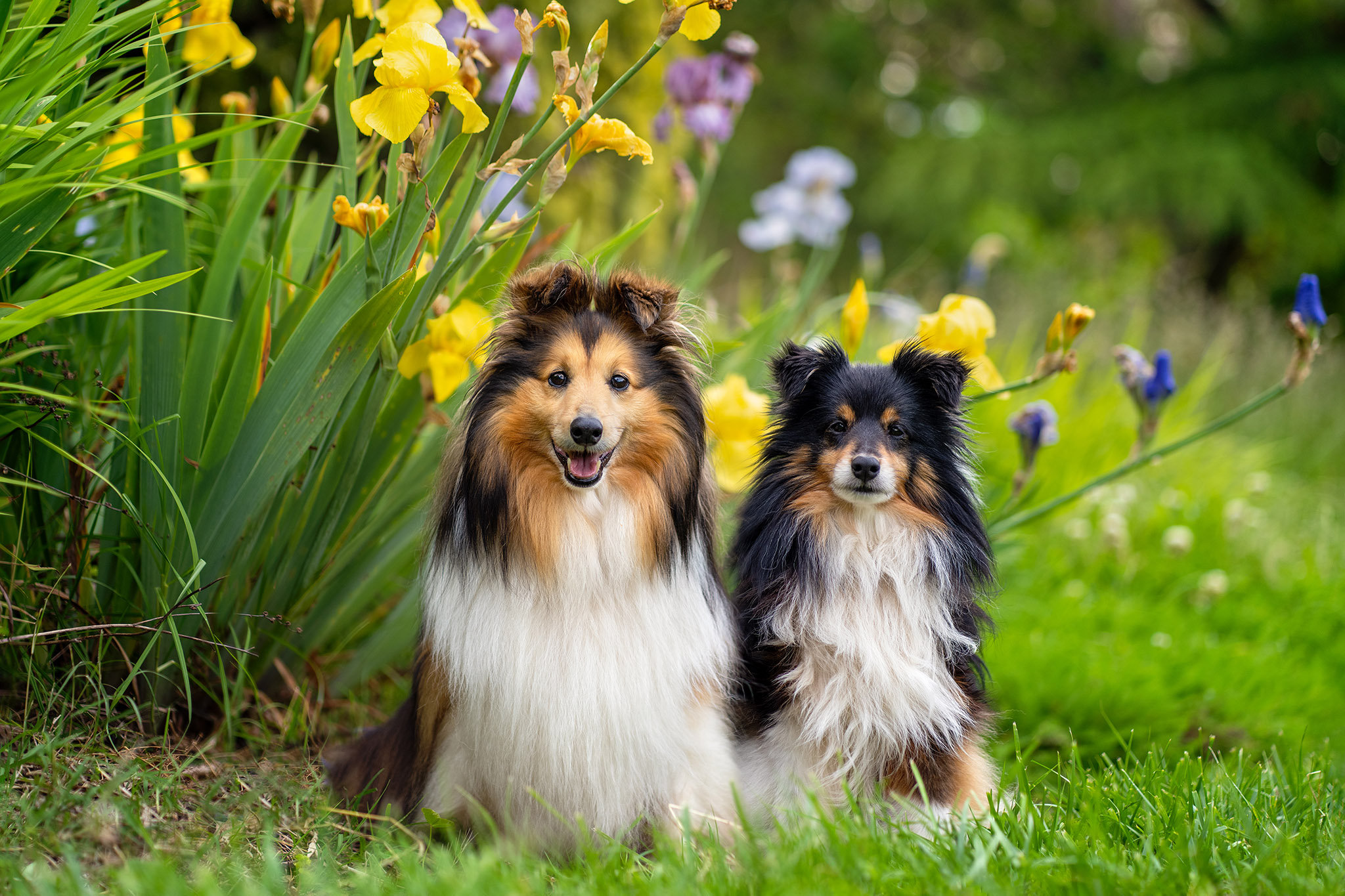Fetherston Gardens Canberra Dog Photography Session