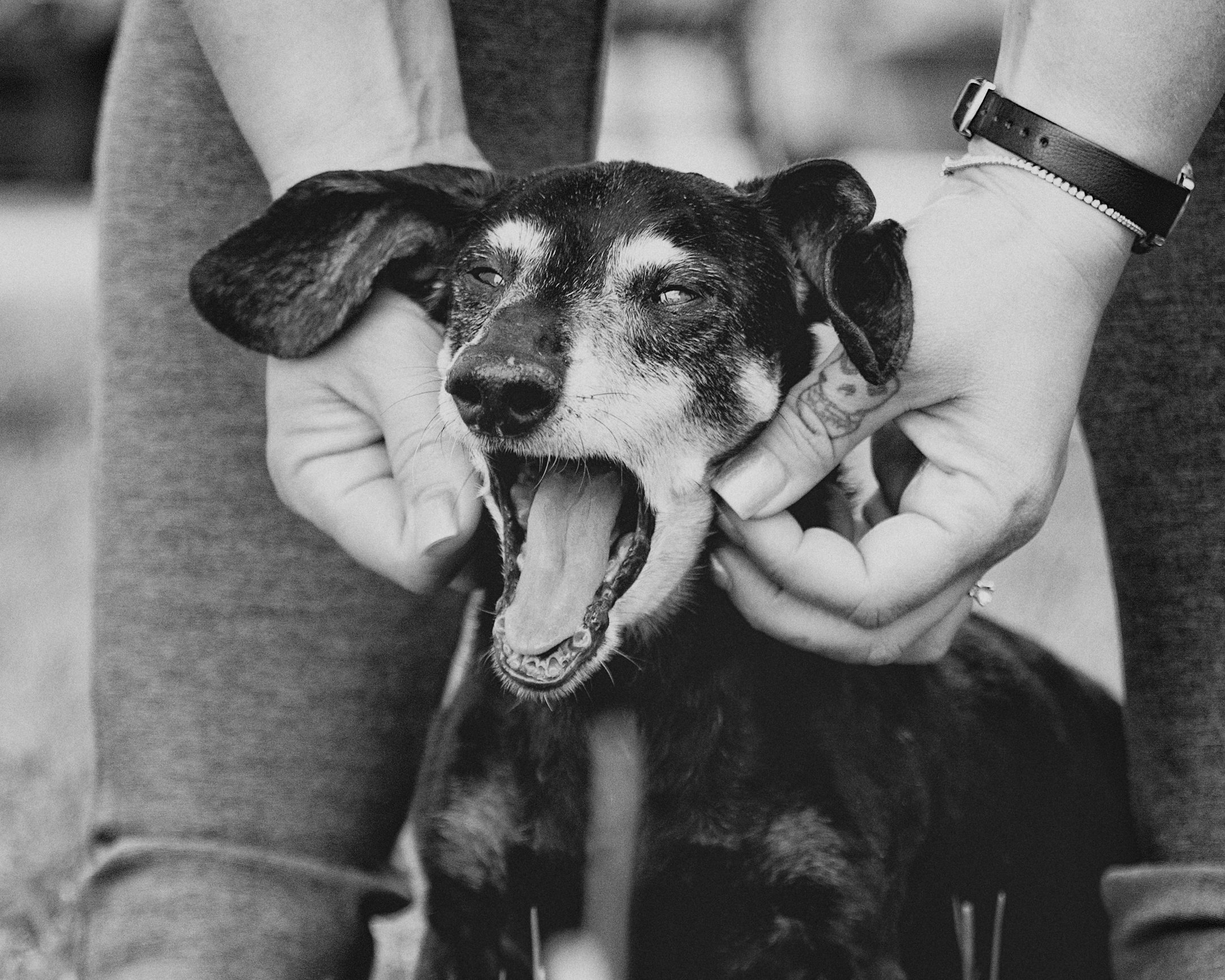 Emotion Vs Light: The Cadillac Session - Los Angeles Pet Photography of ...