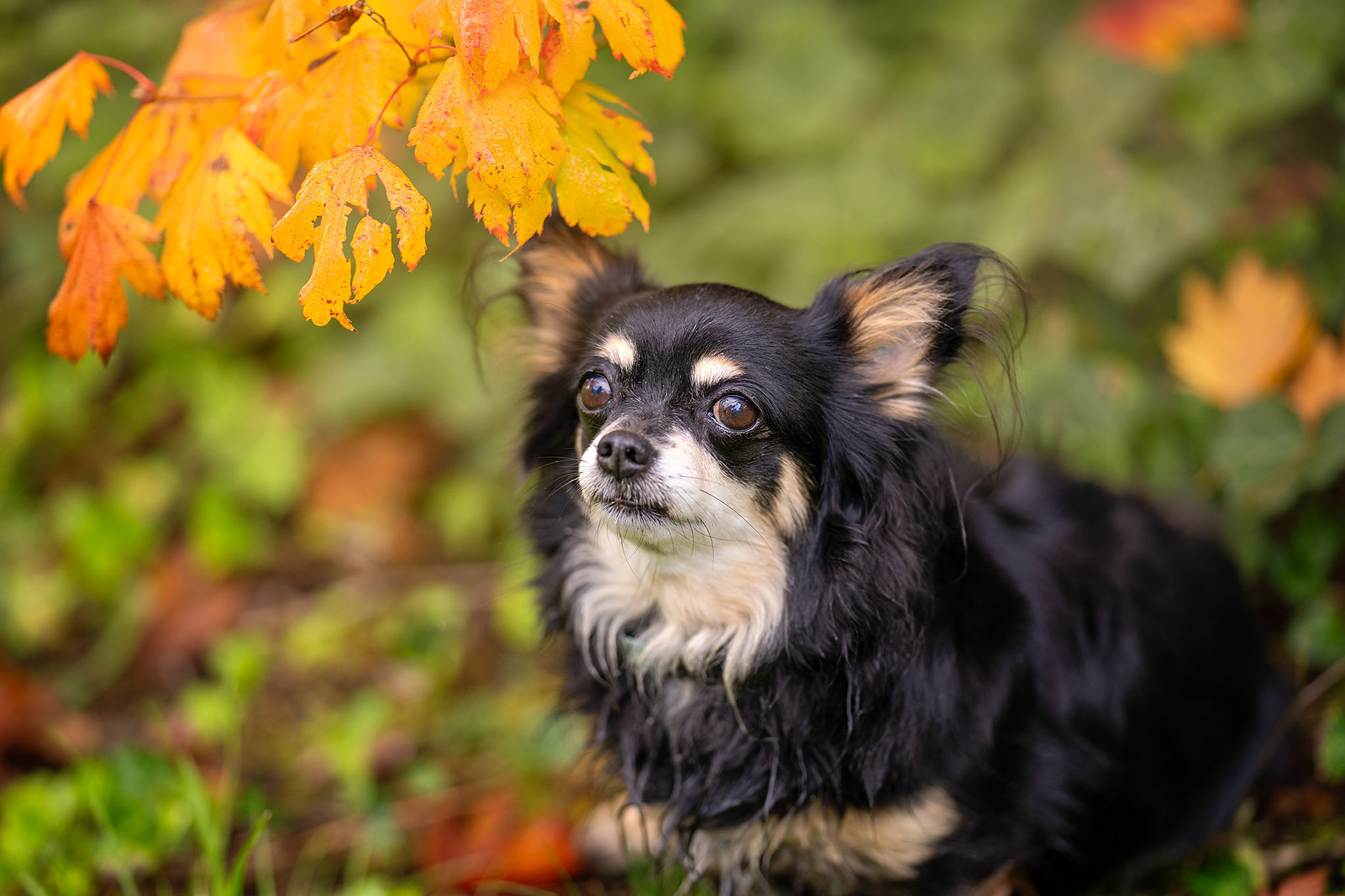 Photographing Shy Dogs