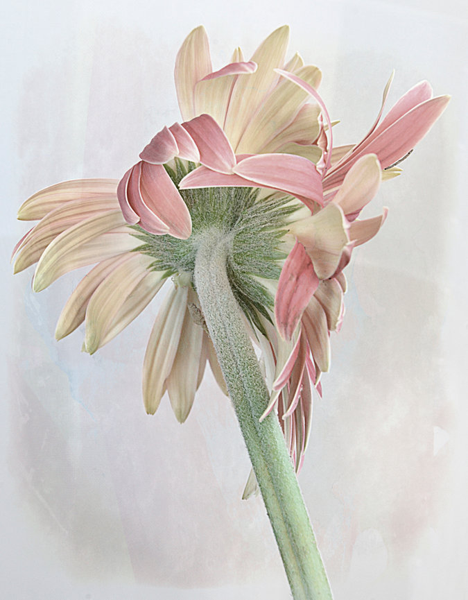 MACRO PHOTO CLUB - Mike Moats - Award Winning Macro Photographer