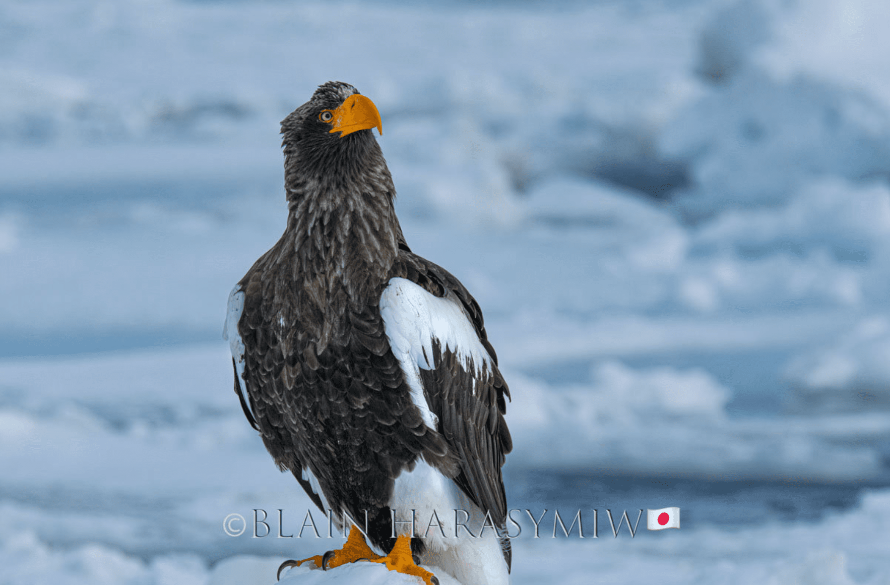 Hokkaido Photo Tour Workshop - Steller’s Sea Eagles (Haliaeetus ...