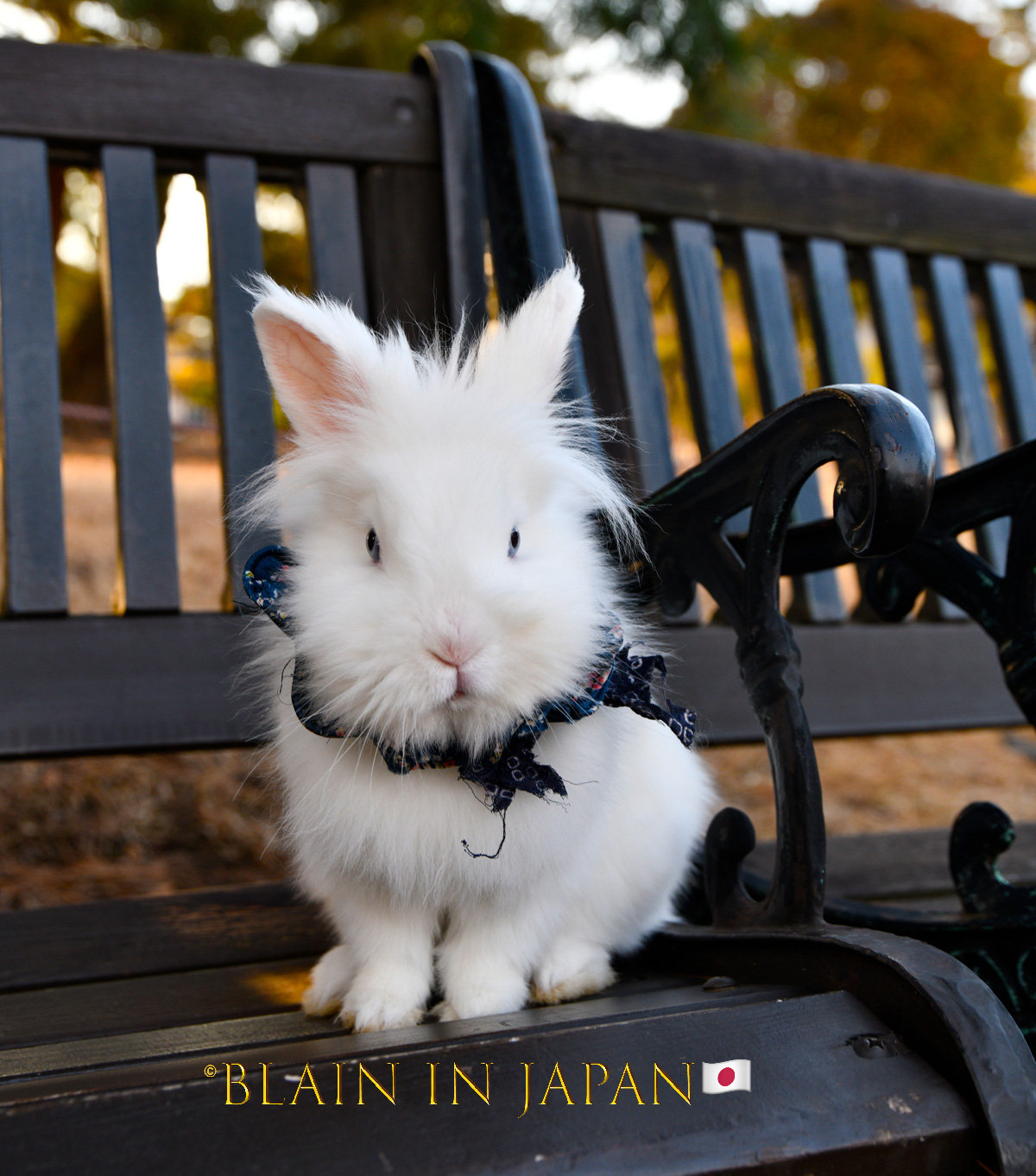 Happy Holidays and Year of the Rabbit from Japan Dreamscapes! - JAPAN ...