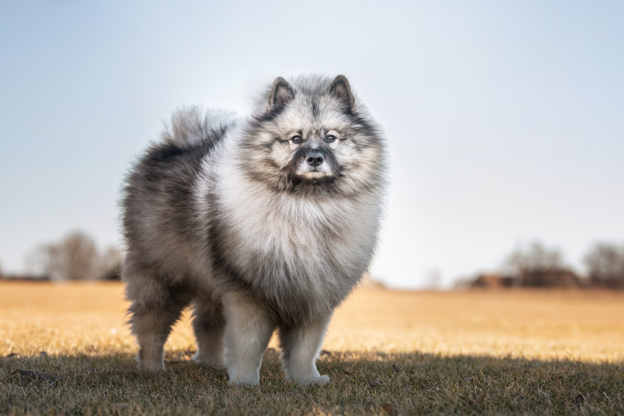 Meet the Dogs of Winter - Rough Coat Photography