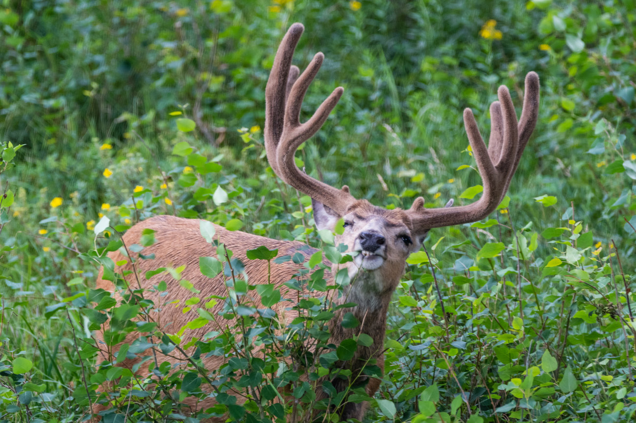 Deer portfolio pictures by One Moment In Time Photography.
