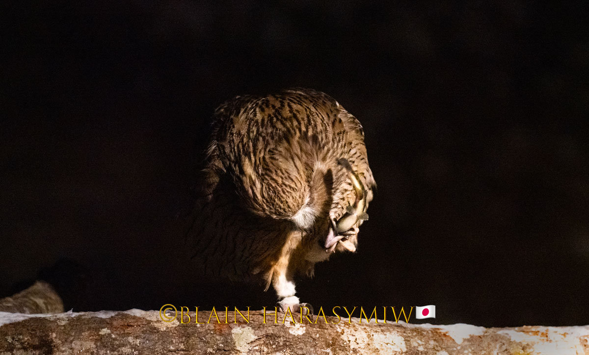 Hokkaido Photo Tours - Blakiston’s Fish Owls (B. b. blakistoni) - JAPAN ...