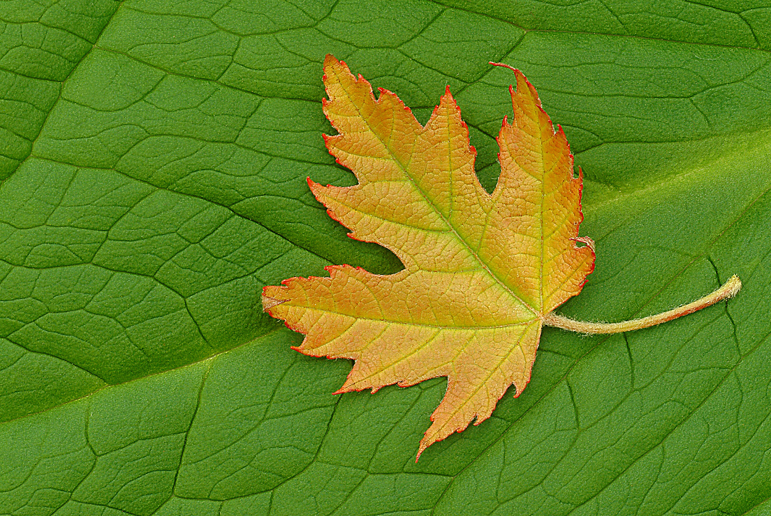 Photographic Rules - Mike Moats - Award Winning Macro Photographer