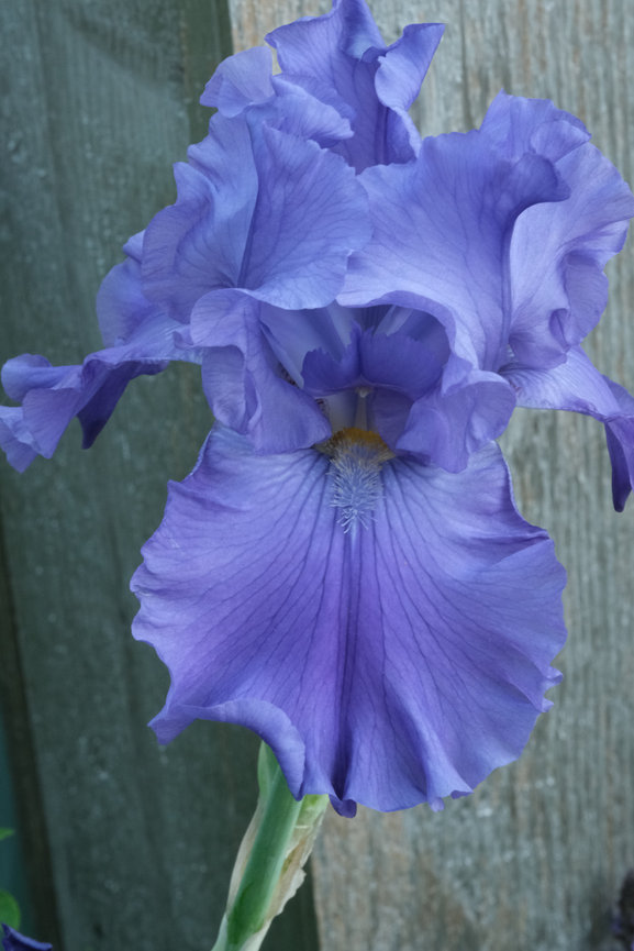 Iris - Before and After - Mike Moats - Award Winning Macro Photographer