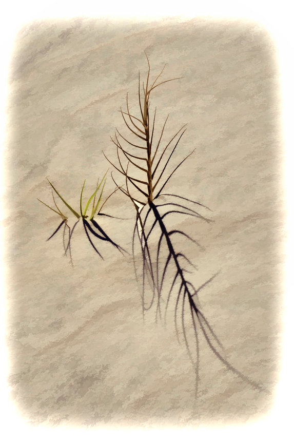 Minimalist Macro - Mike Moats - Award Winning Macro Photographer