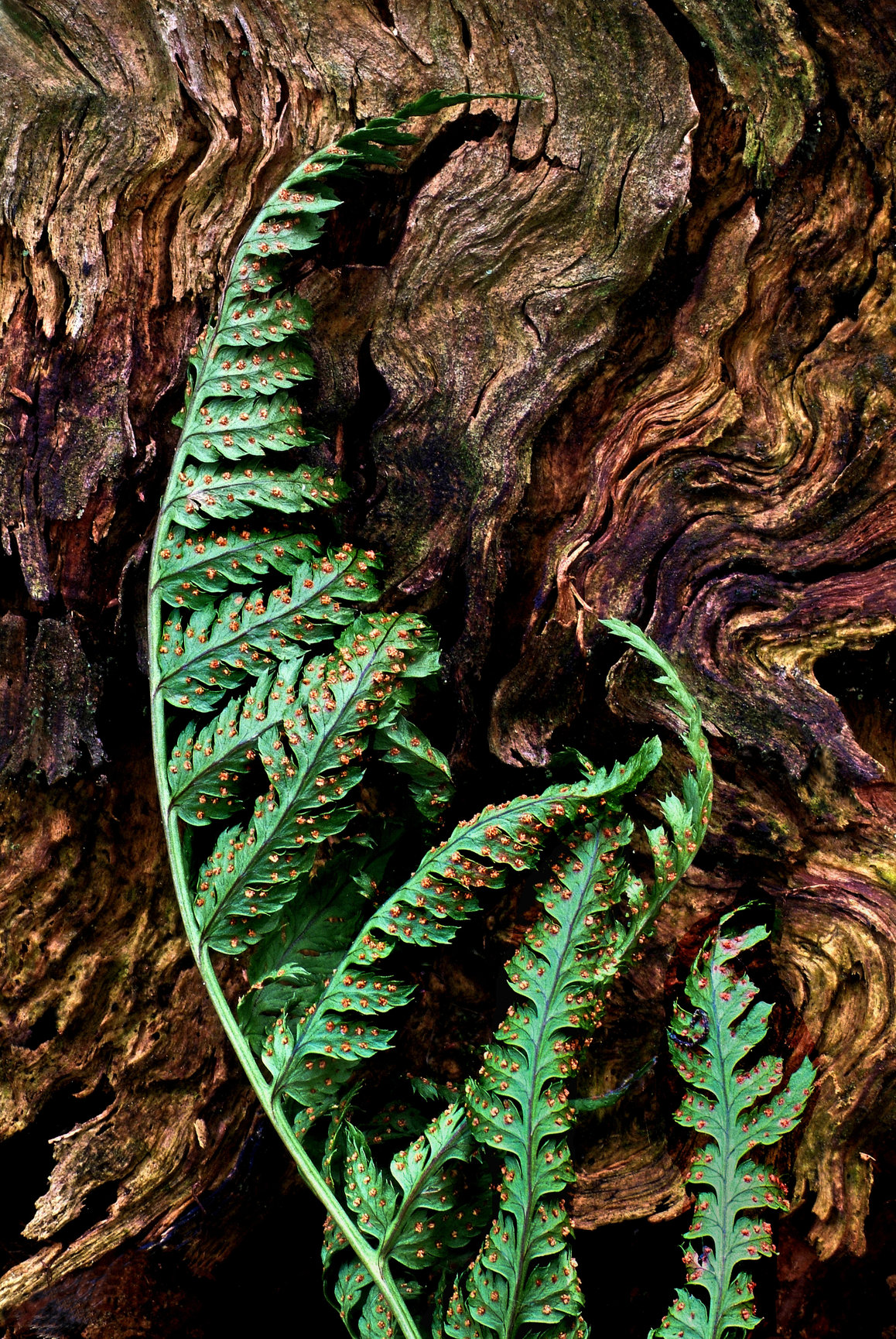 Death of a Fern - Mike Moats - Award Winning Macro Photographer